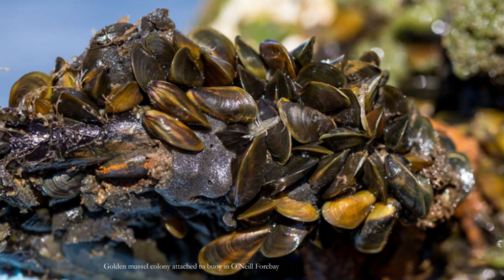 District Water User Alert - Invasive Golden Mussels - Kern Delta
